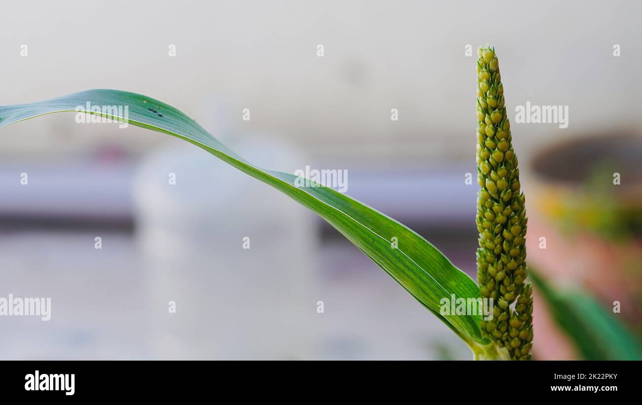 Millet leaf hi-res stock photography and images - Alamy