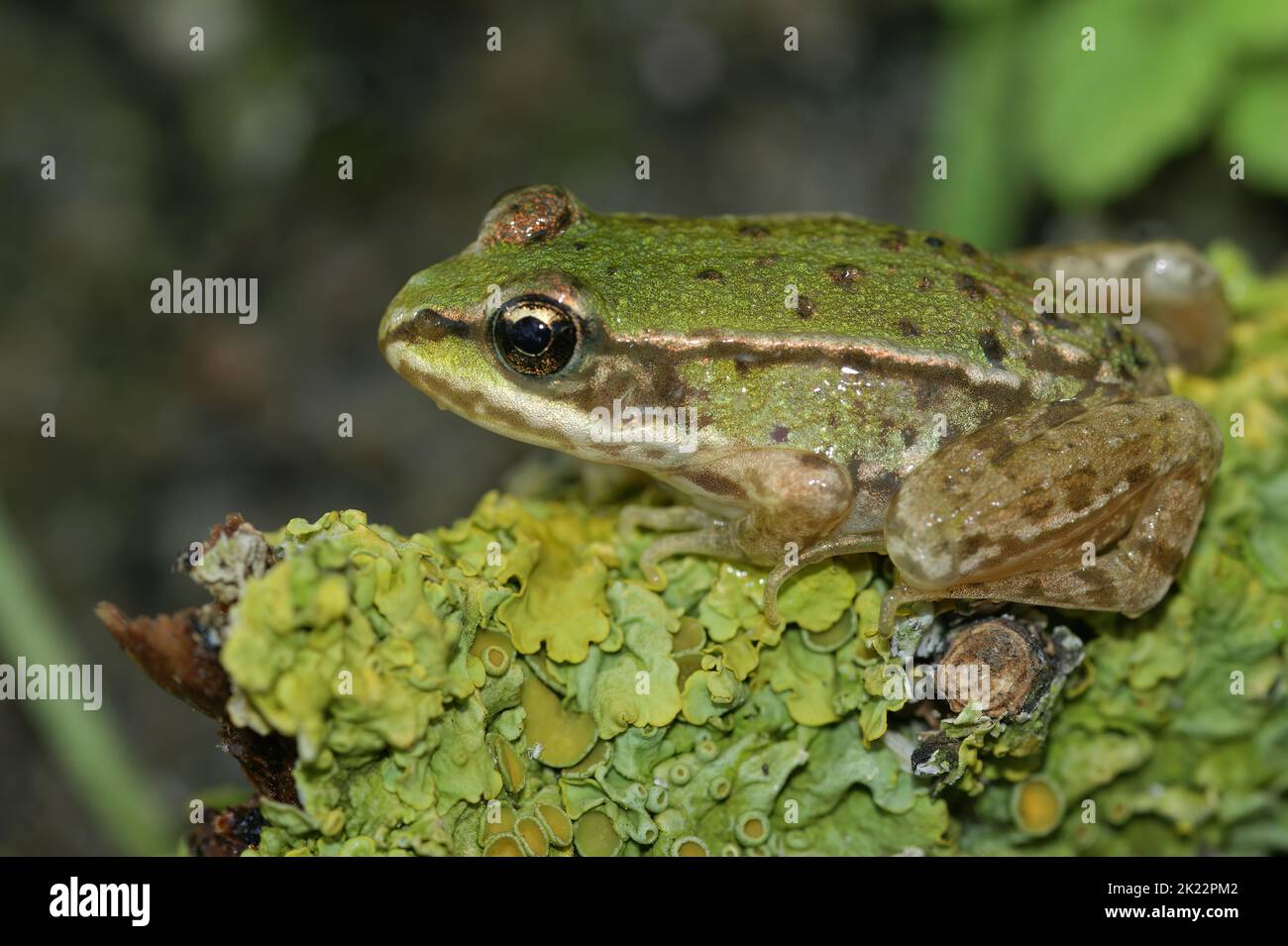 Juvenile wood frog hi-res stock photography and images - Alamy