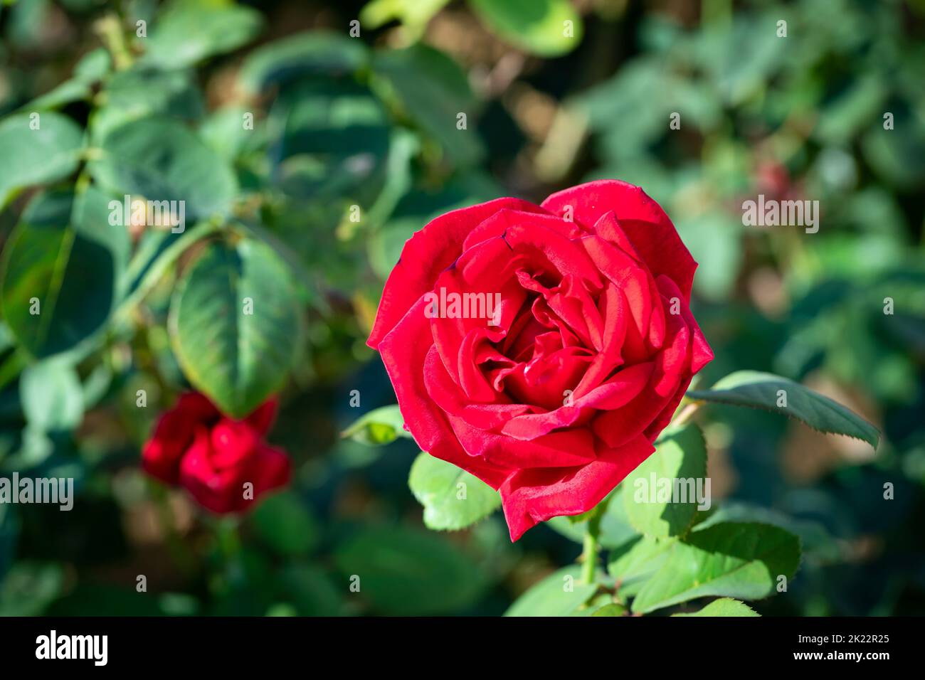 Seasons in bloom hi-res stock photography and images - Alamy