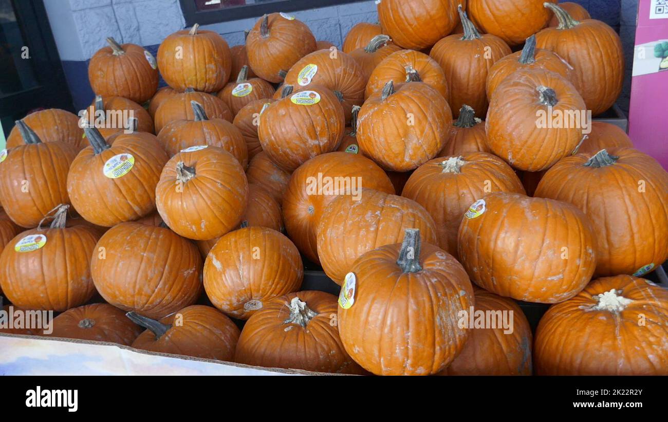 Los Angeles, California, USA 16th September 2022 Pumpkins for Sale for ...