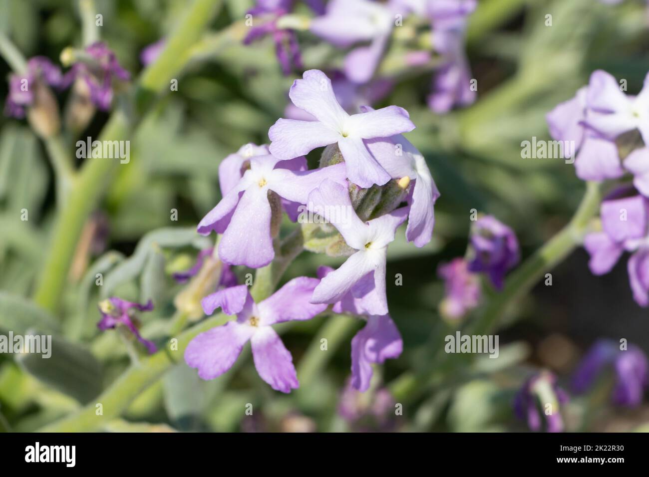 Purple sea stock flowers in a garden during spring Stock Photo - Alamy