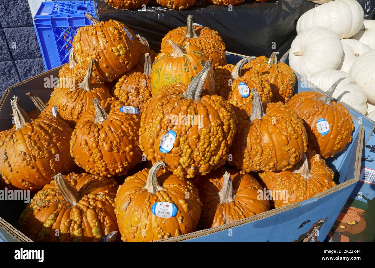 Los Angeles, California, USA 16th September 2022 Bumpy Pumpkins for ...