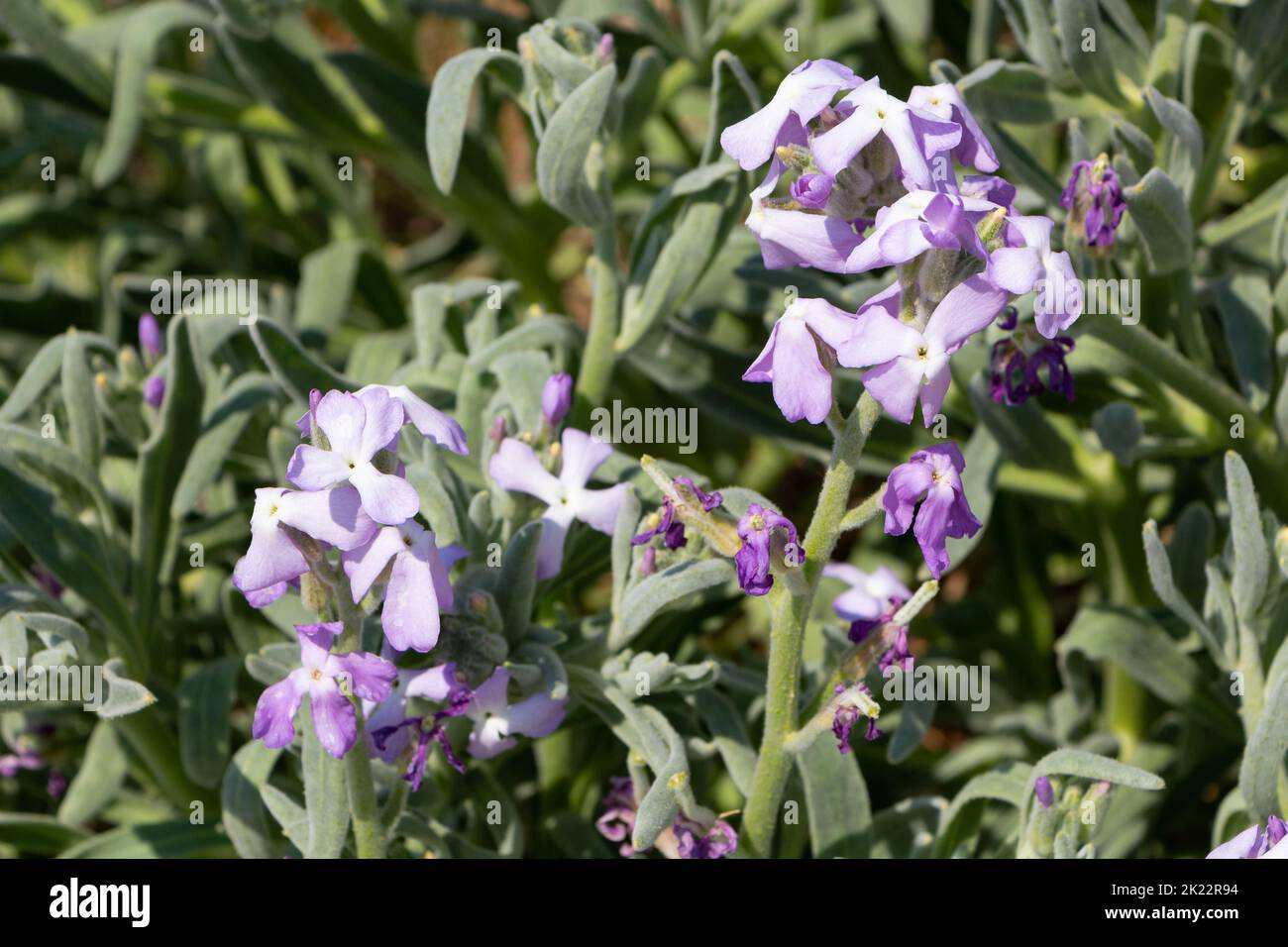 Purple sea stock flowers in a garden during spring Stock Photo - Alamy