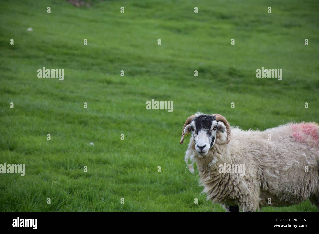 Direct look into the face of a horned ram standing in a field Stock ...