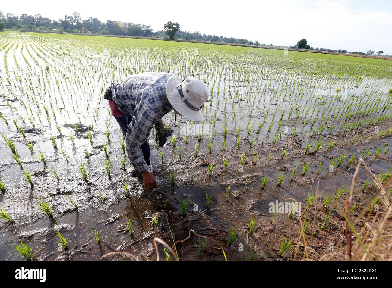30 plants hi-res stock photography and images - Alamy