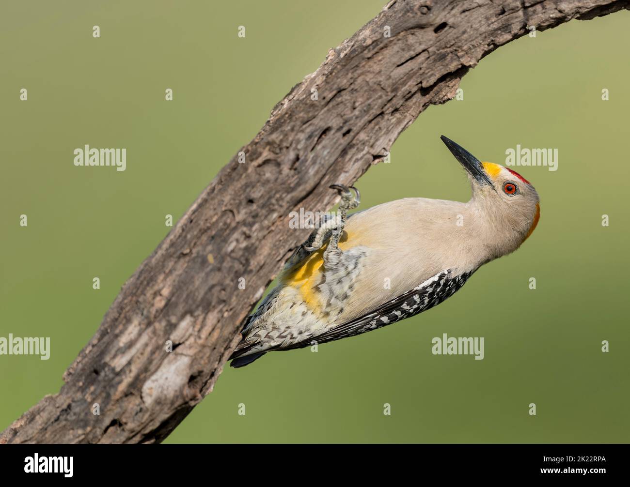 Male Golden-fronted Woodpecker Stock Photo - Alamy