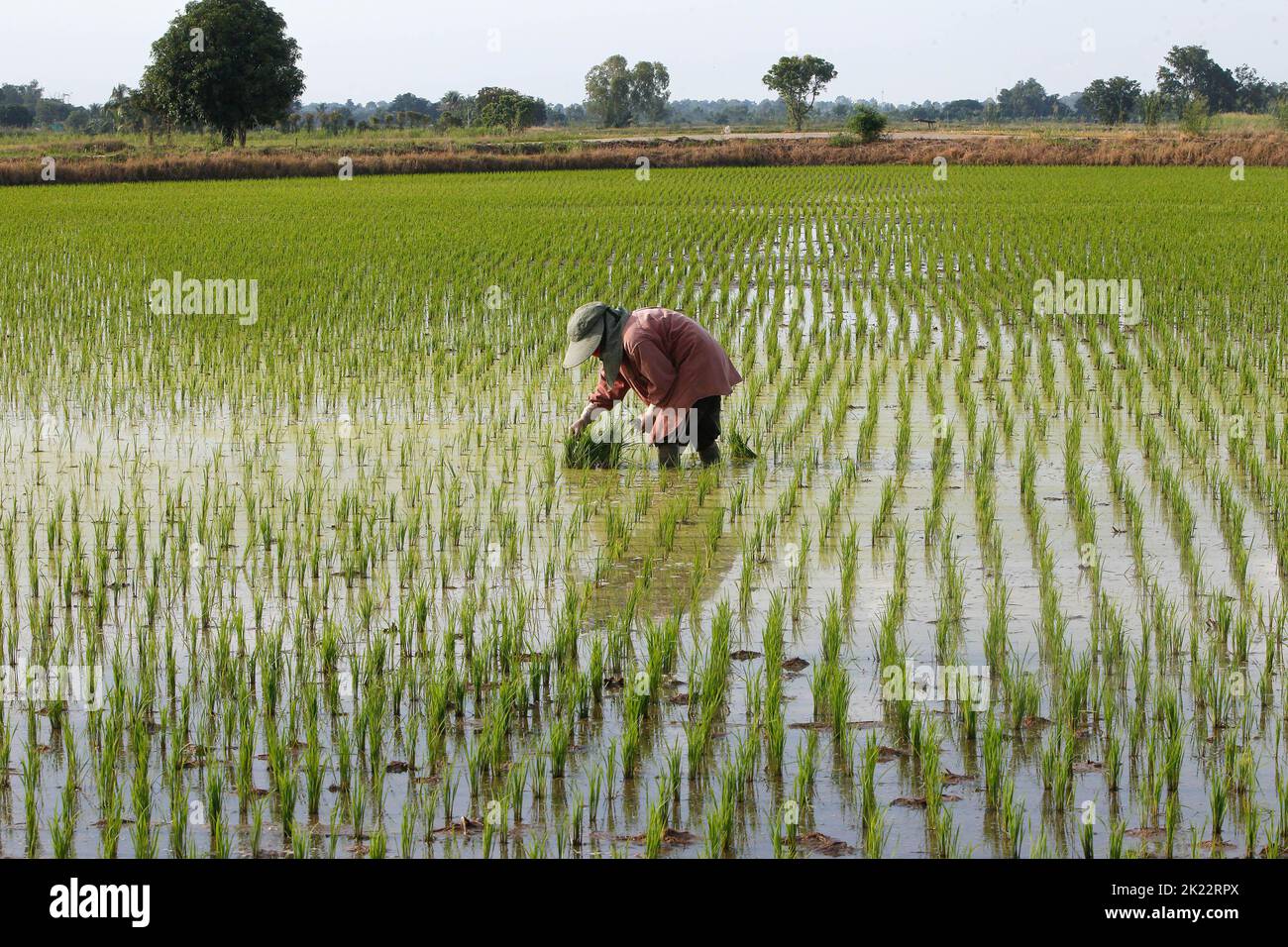 30 plants hi-res stock photography and images - Alamy