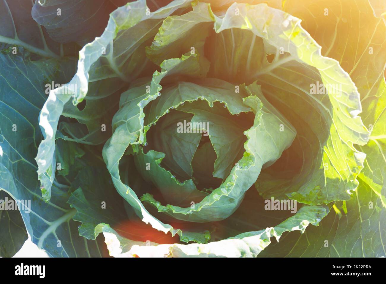 Cabbage in bright sunlight. Concept of natural products. Cultivation of ...