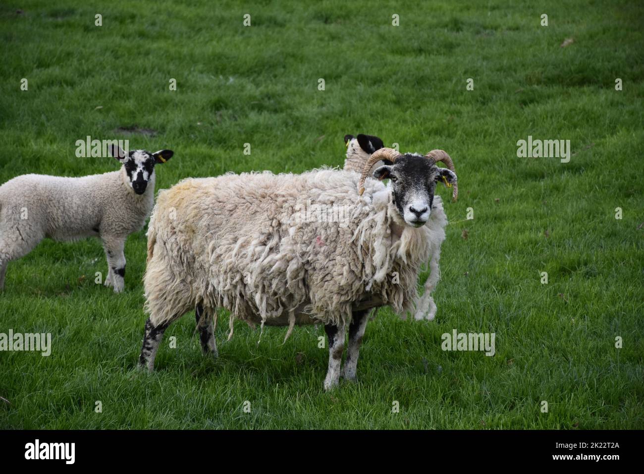 Horned ram with a pair of lambs in the spring time Stock Photo - Alamy