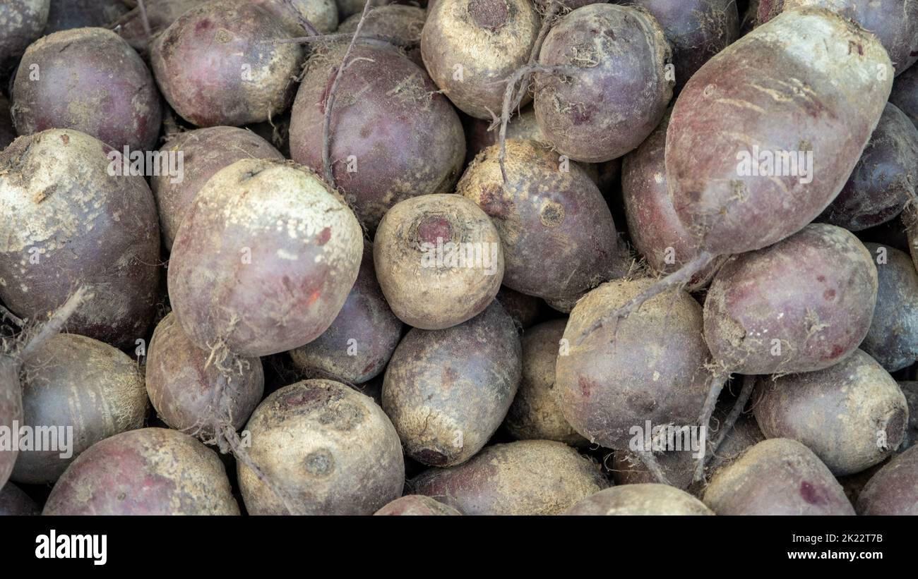 garden harvest harvested. a lot of red table beets Stock Photo - Alamy