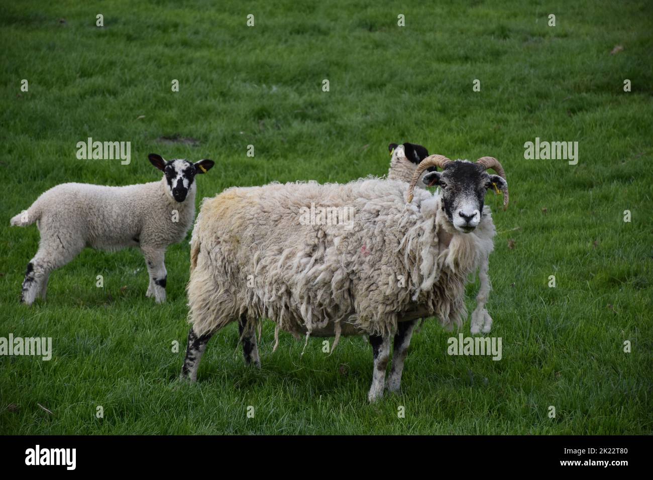 Ewe standing with her lambs in a grass field in the spring time Stock ...