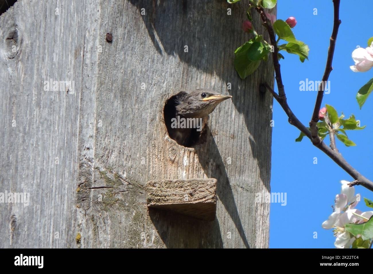 A starling chick in a birdhouse, peeking out of the nest Stock Photo ...