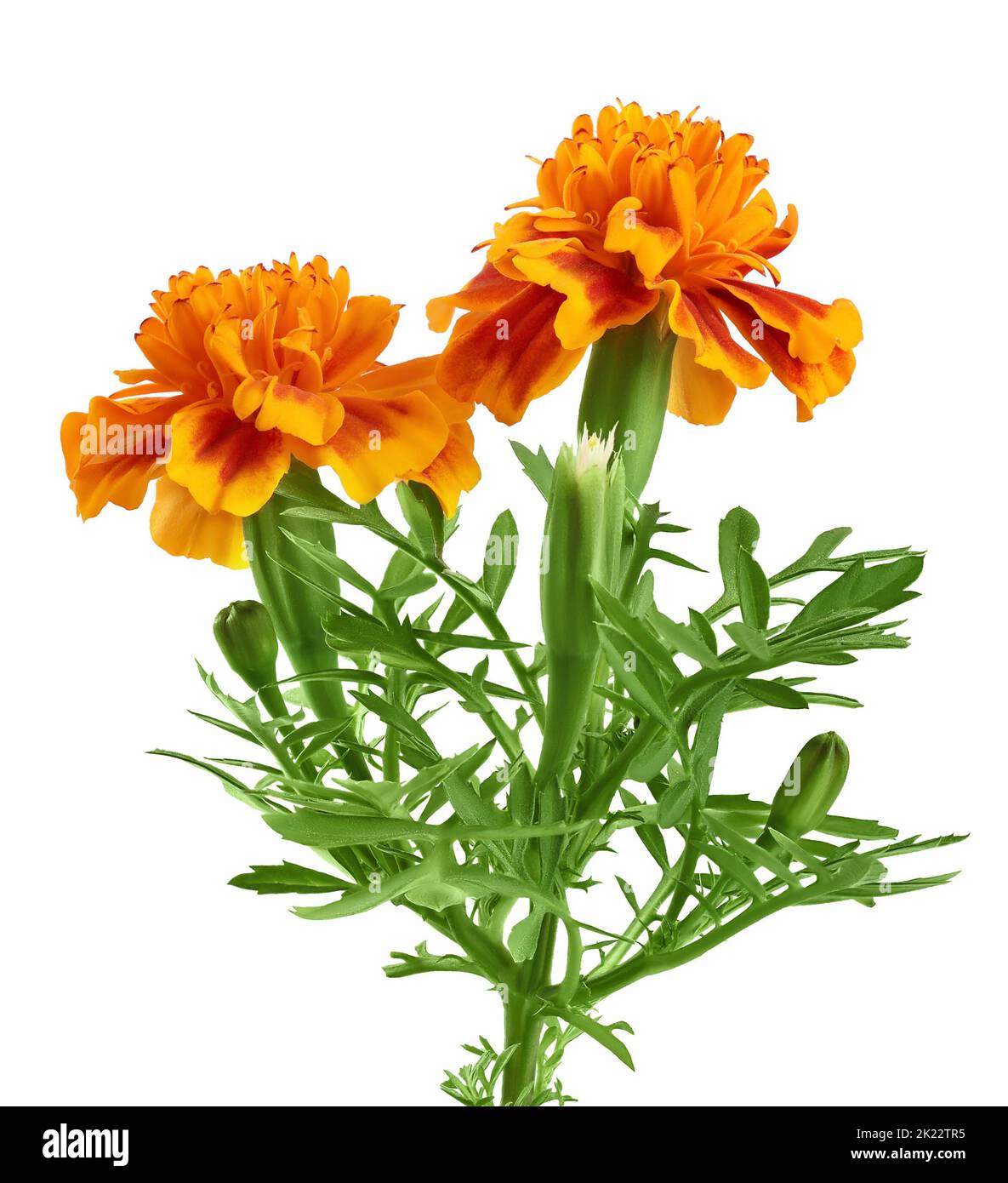 fresh marigold or tagetes erecta flower isolated on white background ...