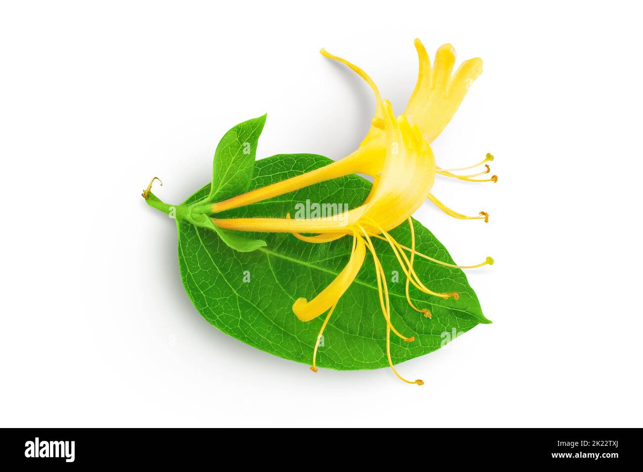 honeysuckle flower isolated on white background with full depth of ...