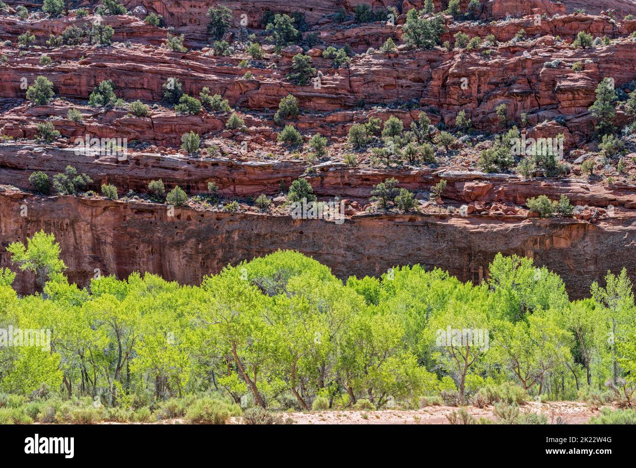 Cottonwood trees line the base of cliffs in the Grand Staircase ...