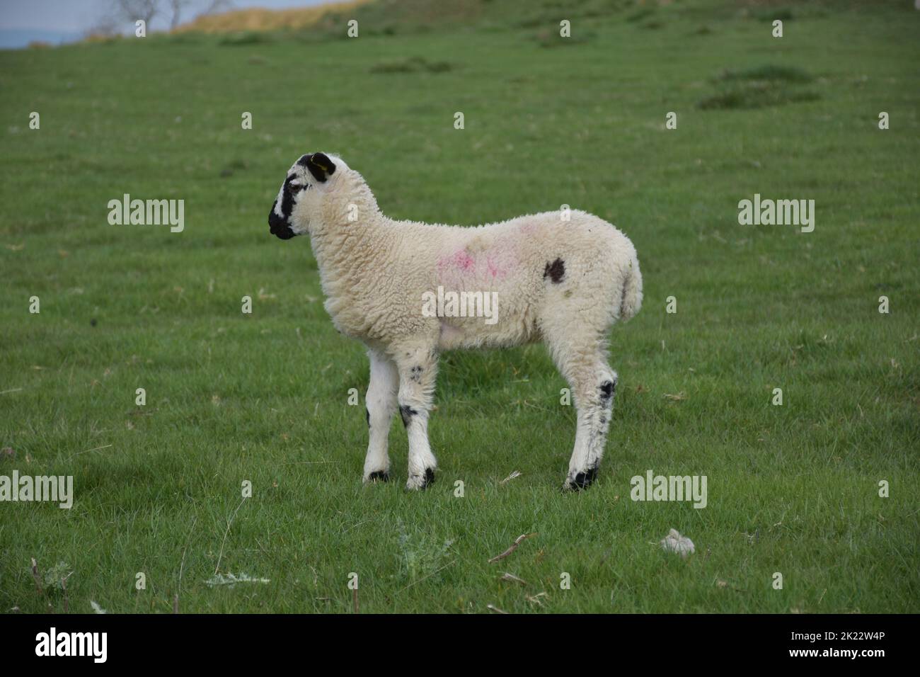 Side profile of an adorable white and black lamb in a field Stock Photo ...