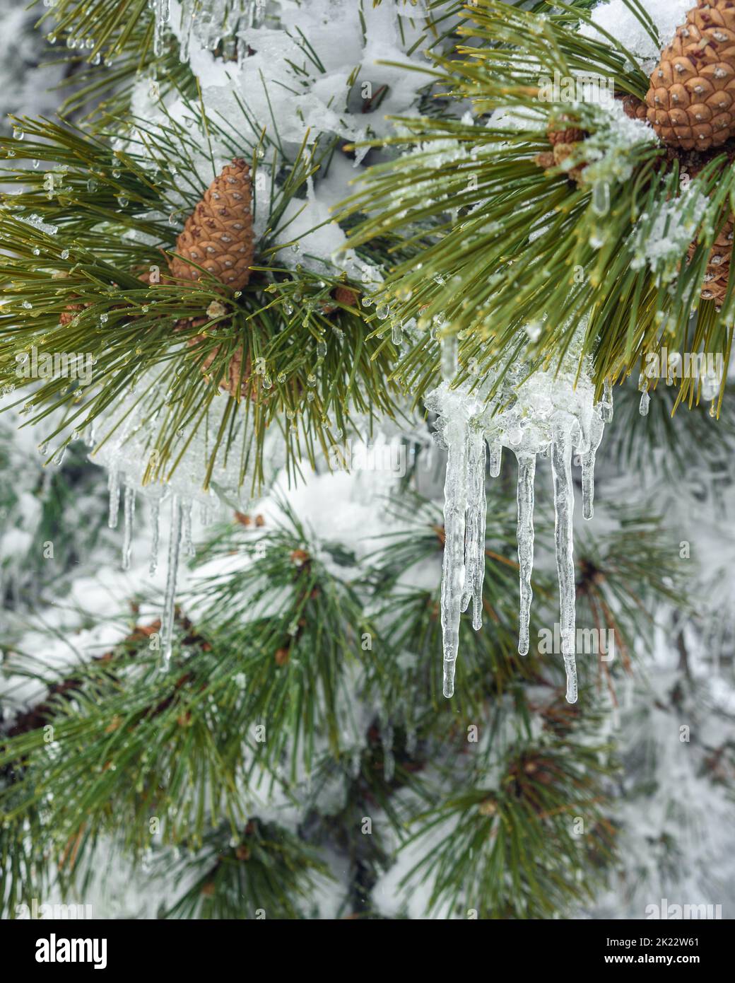 Snow-covered branches of pine trees with cones and icicles on mountain ...