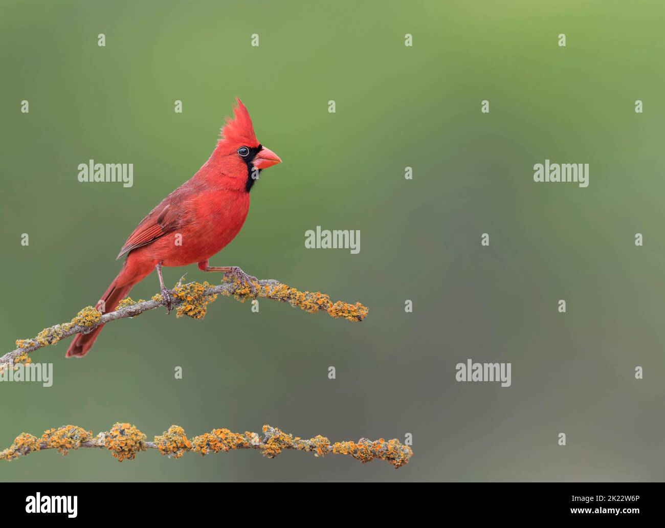 Cardinal bird flying hi-res stock photography and images - Alamy