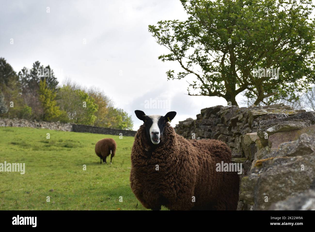 Cute brown ewe standing beside a stone wall in the spring time Stock ...