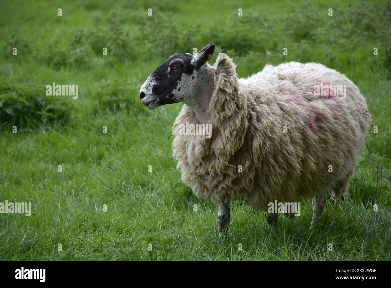 Side profile of a shaggy sheep with a sheared face in a grass field ...