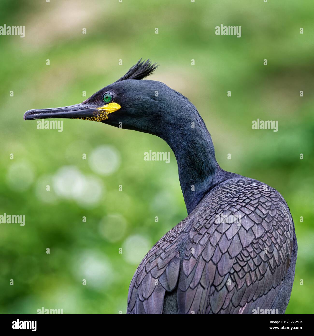 Portrait of a Shag on Lunga, Treshnish Isles, Scotland Stock Photo - Alamy