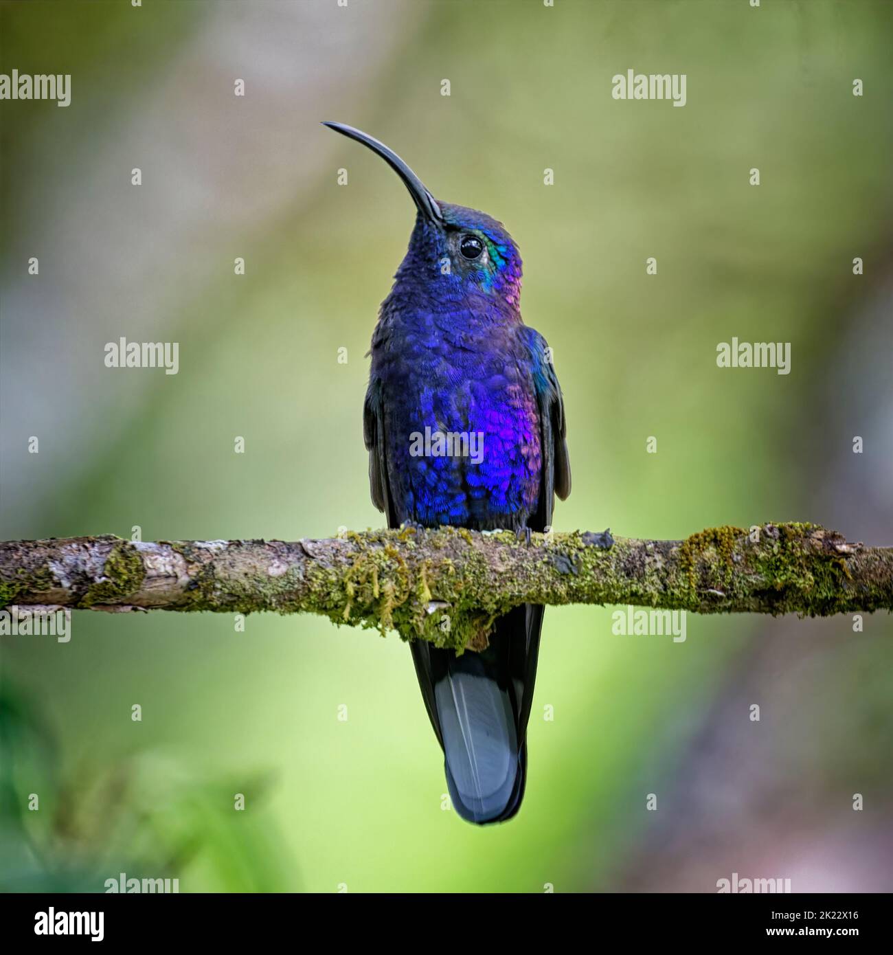 Violet Sabrewing Hummingbird on a branch in Monteverde Cloud Forest ...