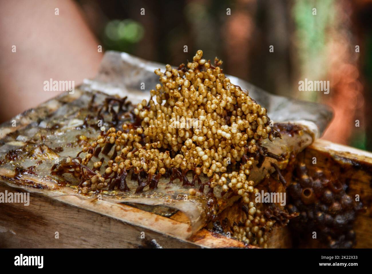Trigona itama bee hi-res stock photography and images - Alamy