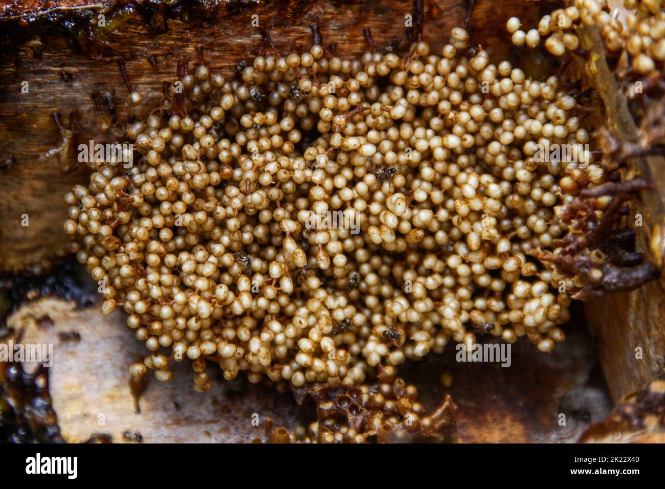 Trigona itama bee hi-res stock photography and images - Alamy