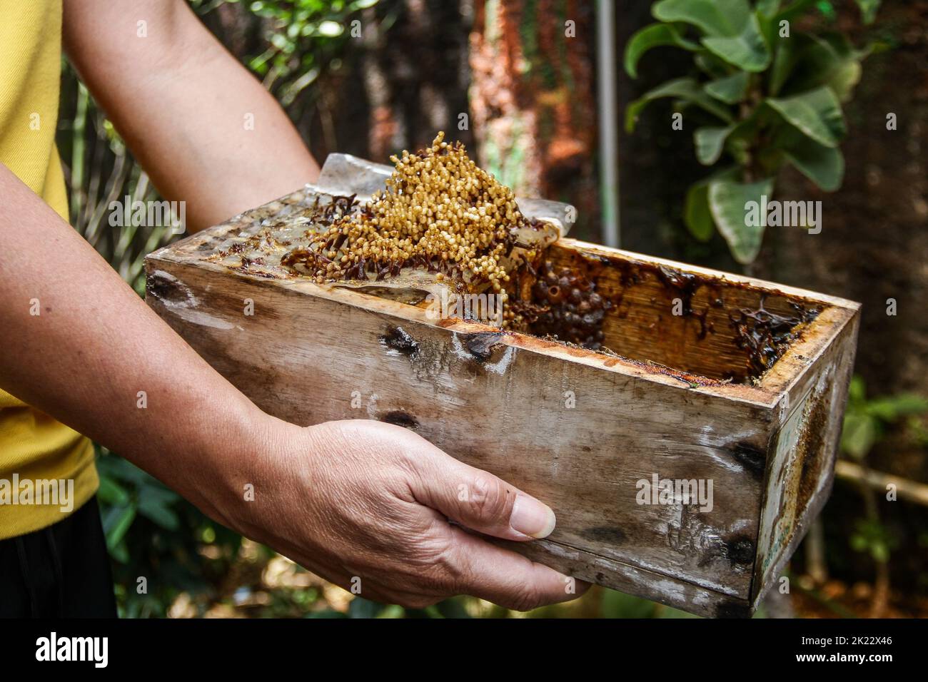 Bandung, West Java, Indonesia. 22nd Sep, 2022. A farmer showed trigona ...