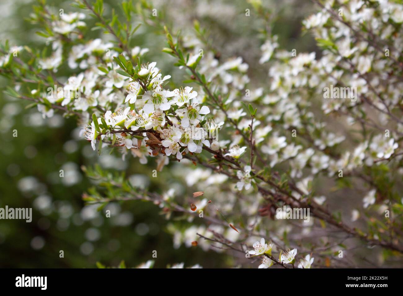 Leptospermum polygalifolium plant in bloom with white flowers. It is ...