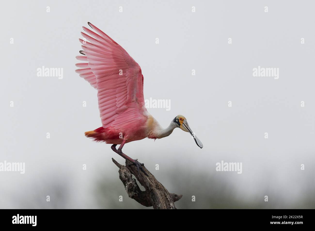 Shades of Pink Stock Photo - Alamy