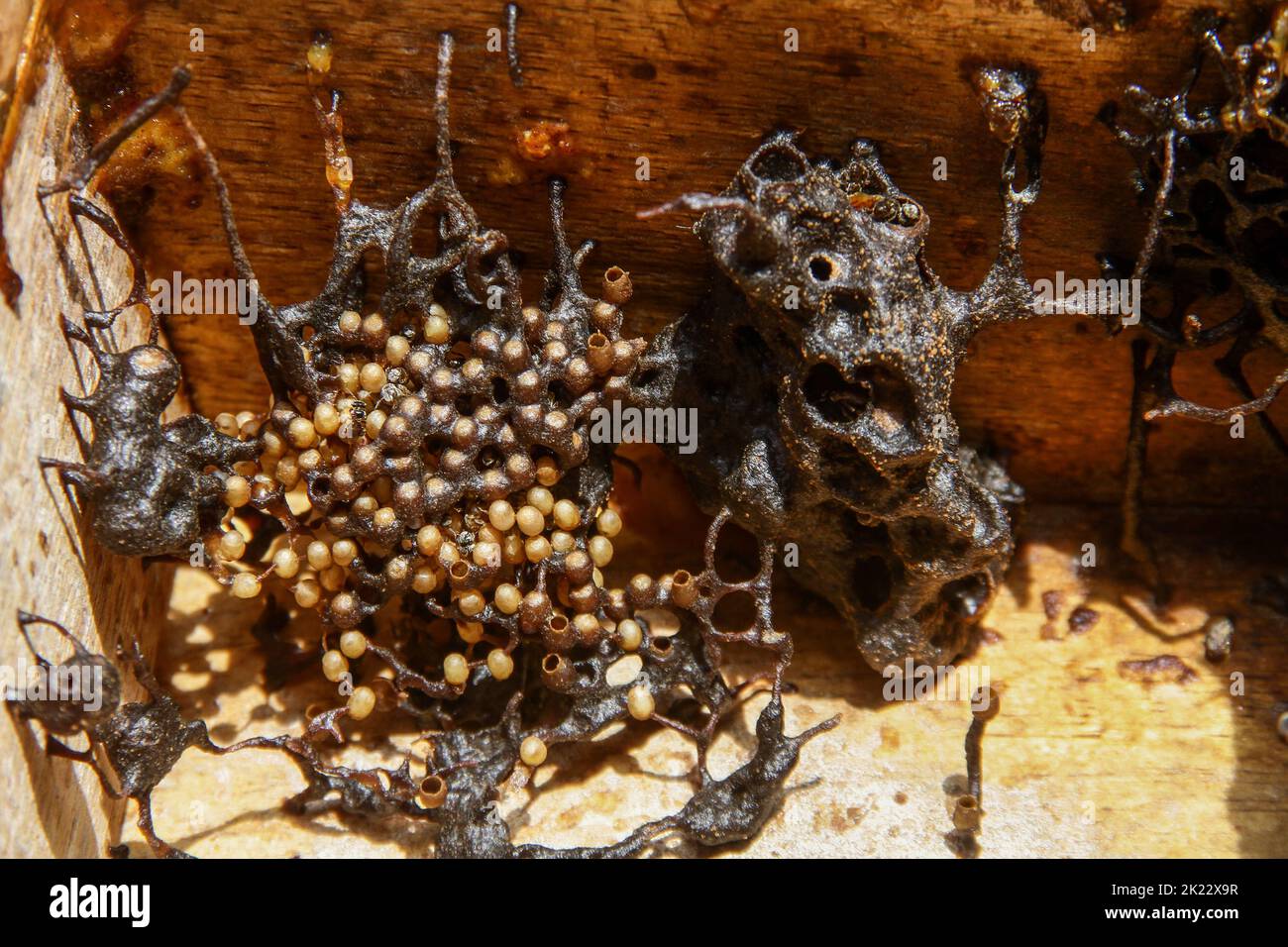 Bandung, West Java, Indonesia. 22nd Sep, 2022. Trigona itama bee ...