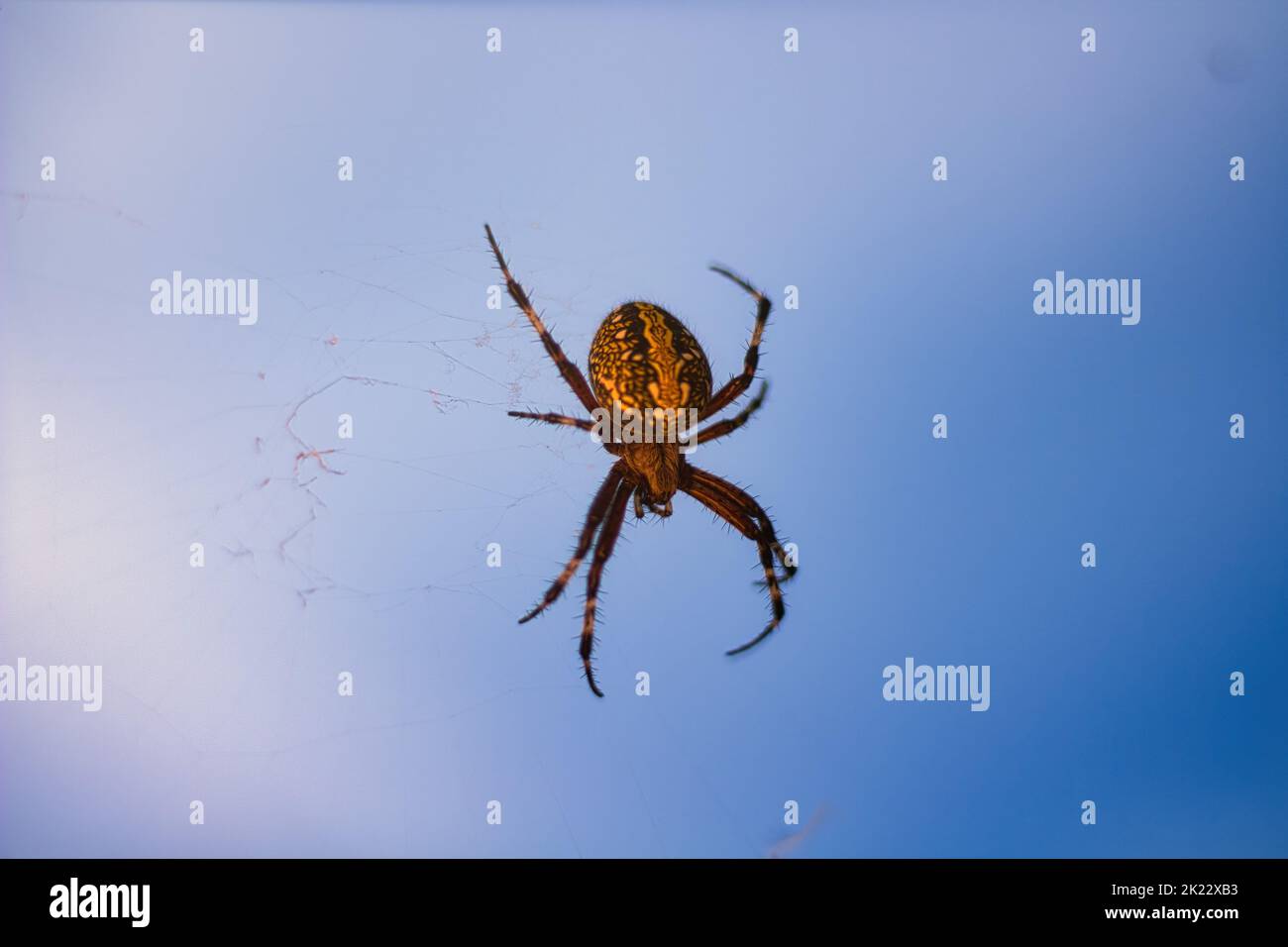 A Defenseless tiger spider with blue sky background Stock Photo - Alamy