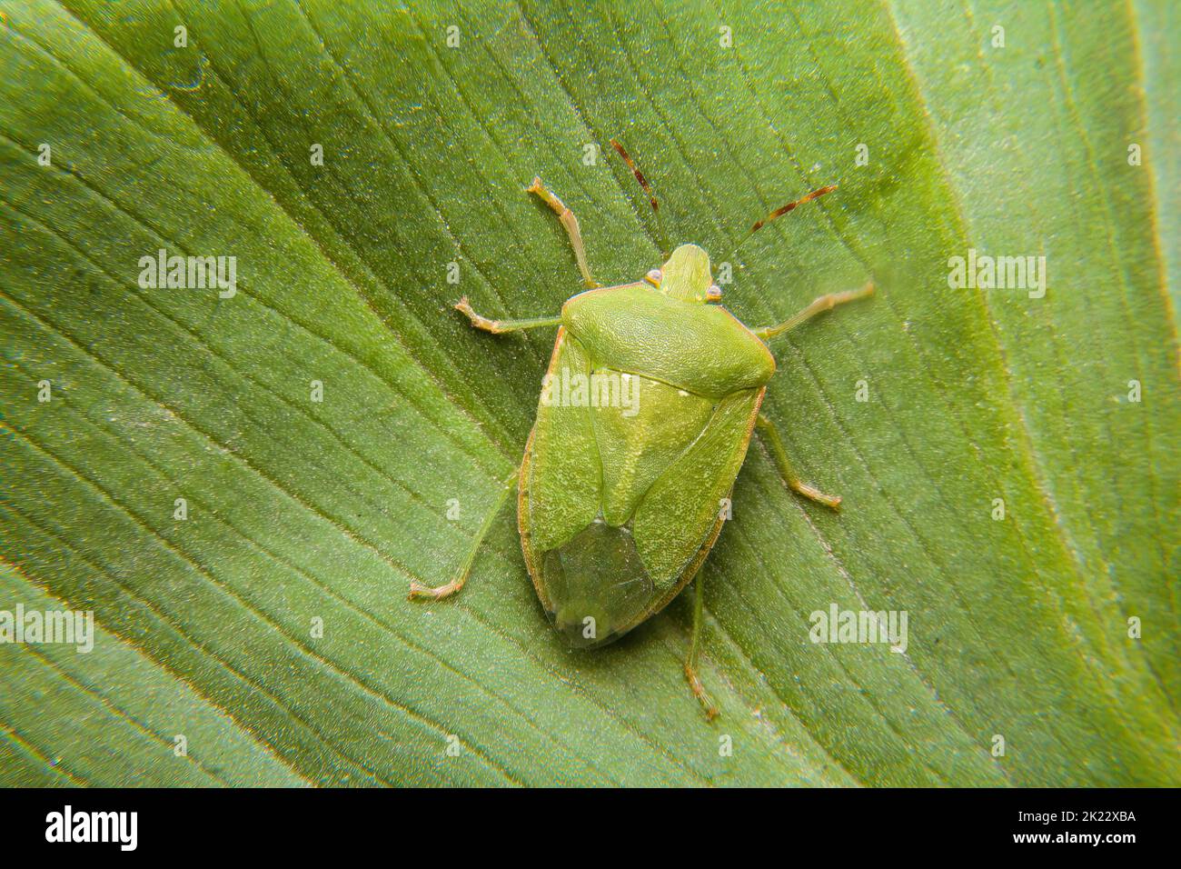A Macro photography of insect known as green bug on green leaf Stock ...