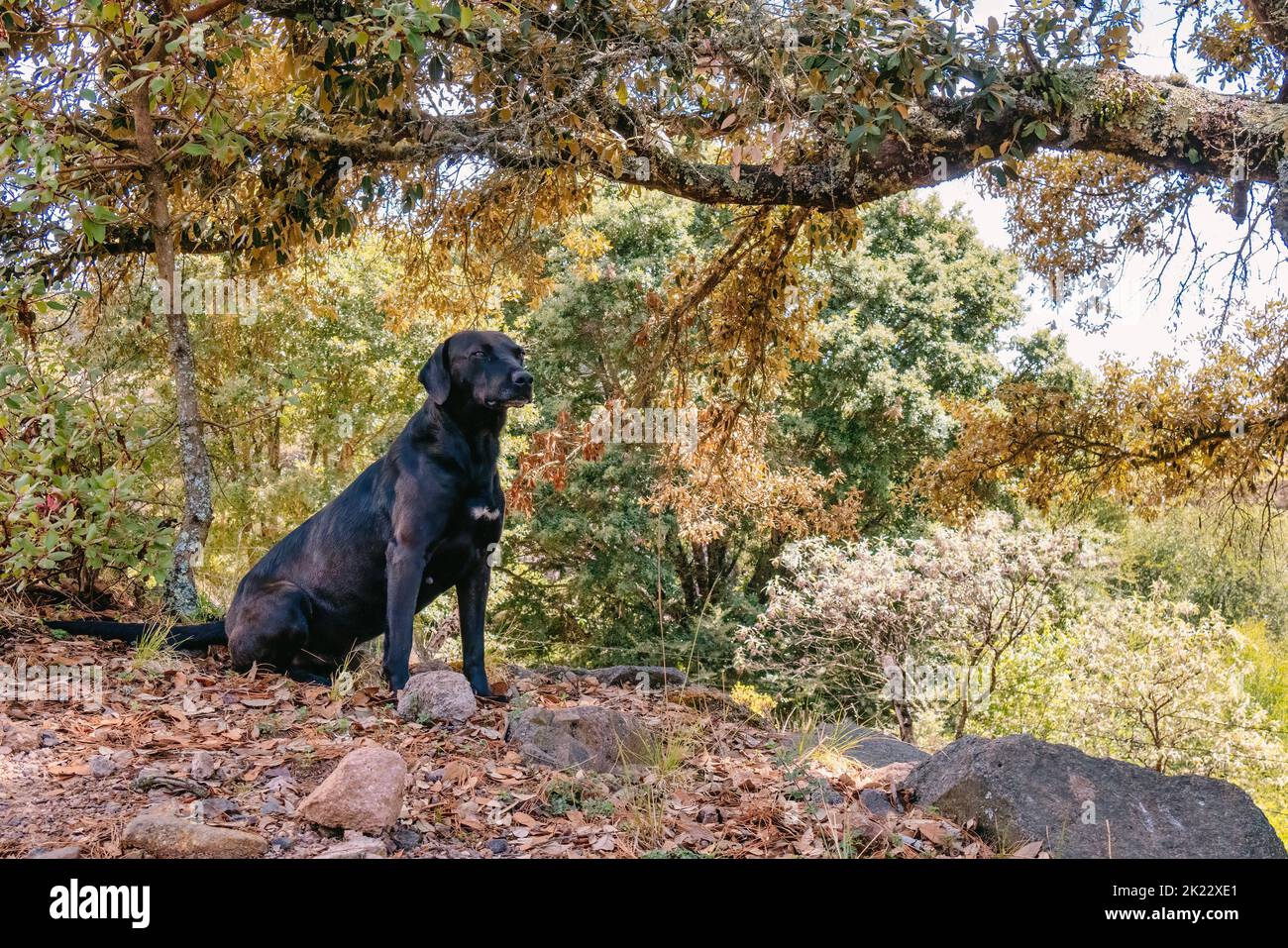 Guard dog sitting outdoors under a tree Stock Photo - Alamy