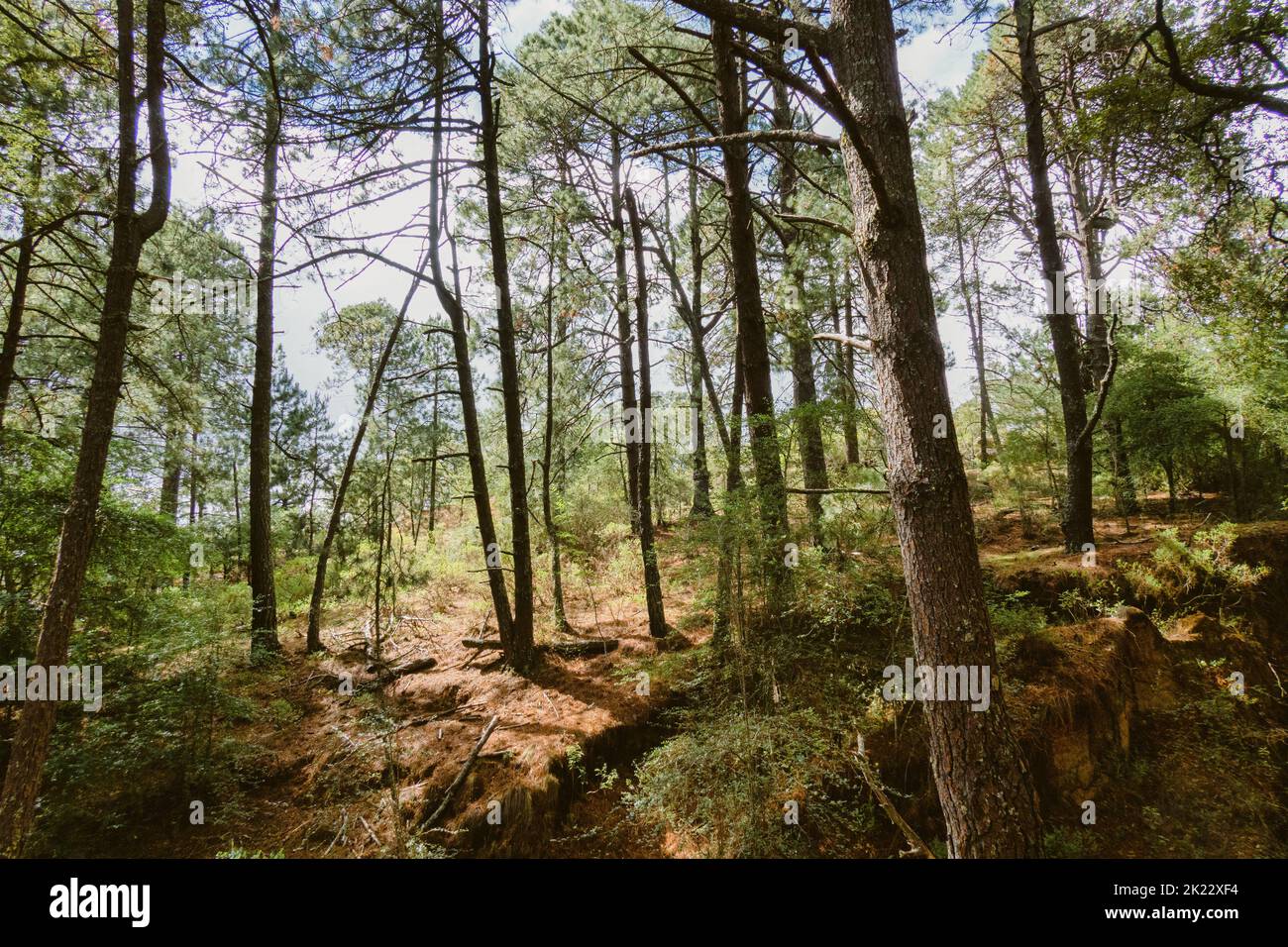 Landscape of trees in the forest Stock Photo - Alamy