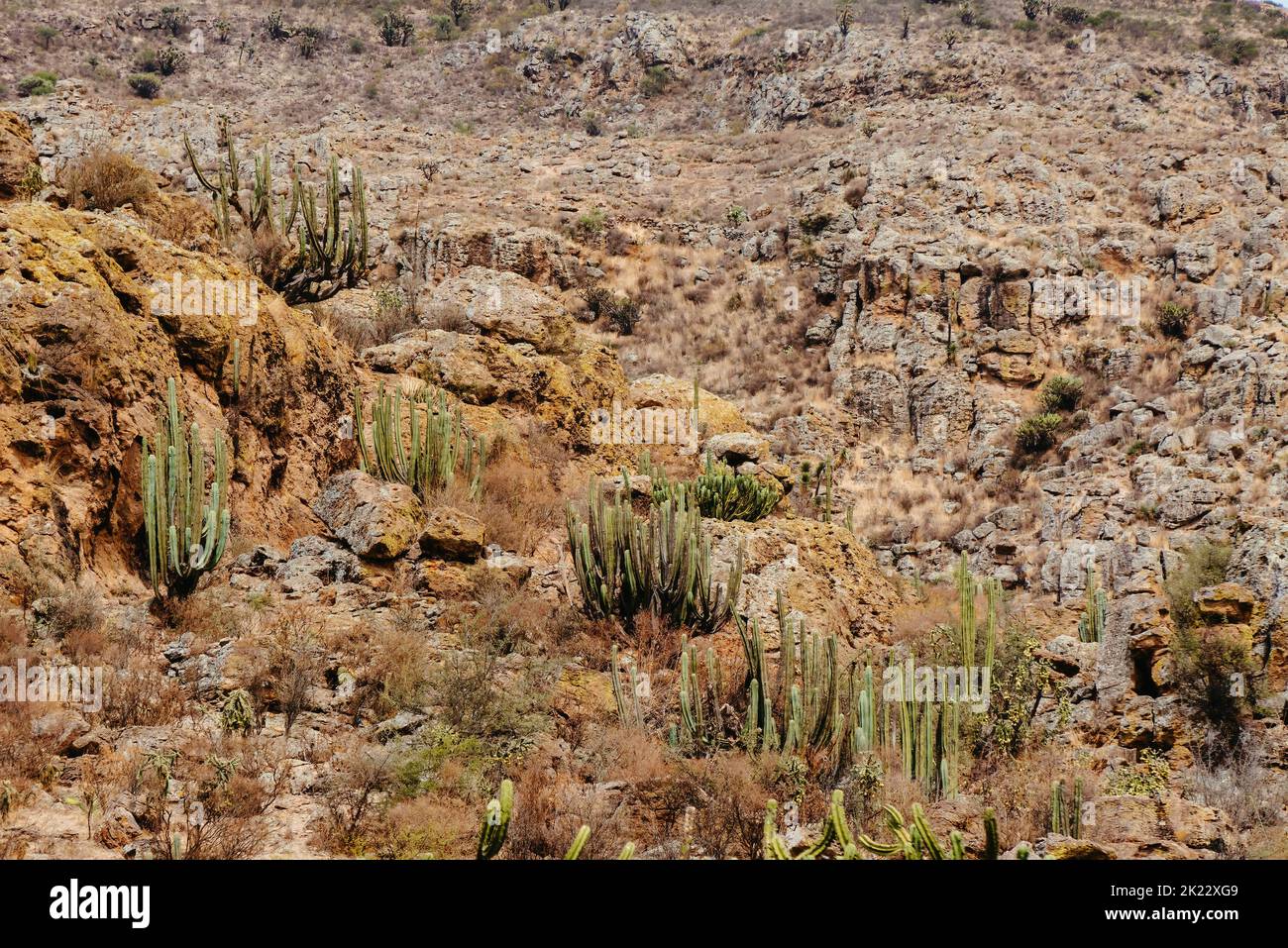 Desert landscape with cactus in Victoria Guanajuato Mexico Stock Photo ...