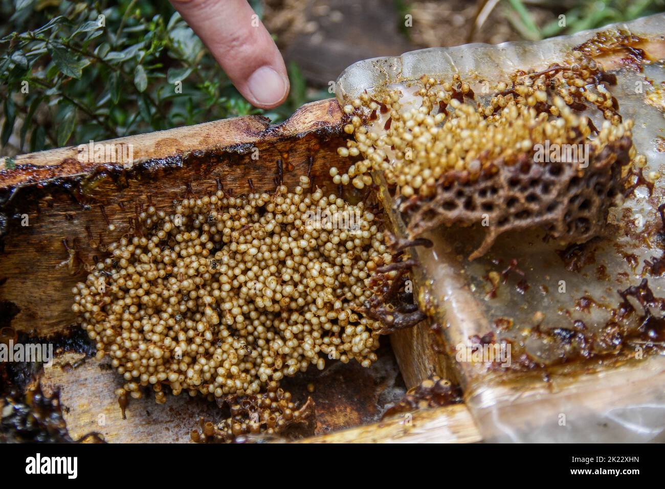 Bandung, West Java, Indonesia. 22nd Sep, 2022. A farmer showed trigona ...