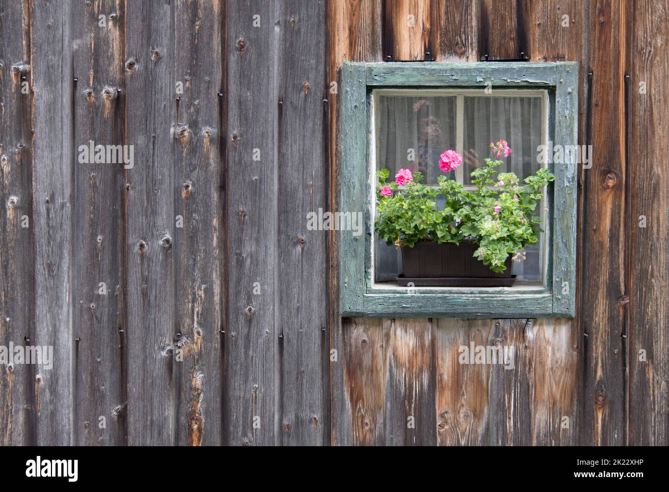 Close up of rustic weathered rural wooden facade with inviting green ...