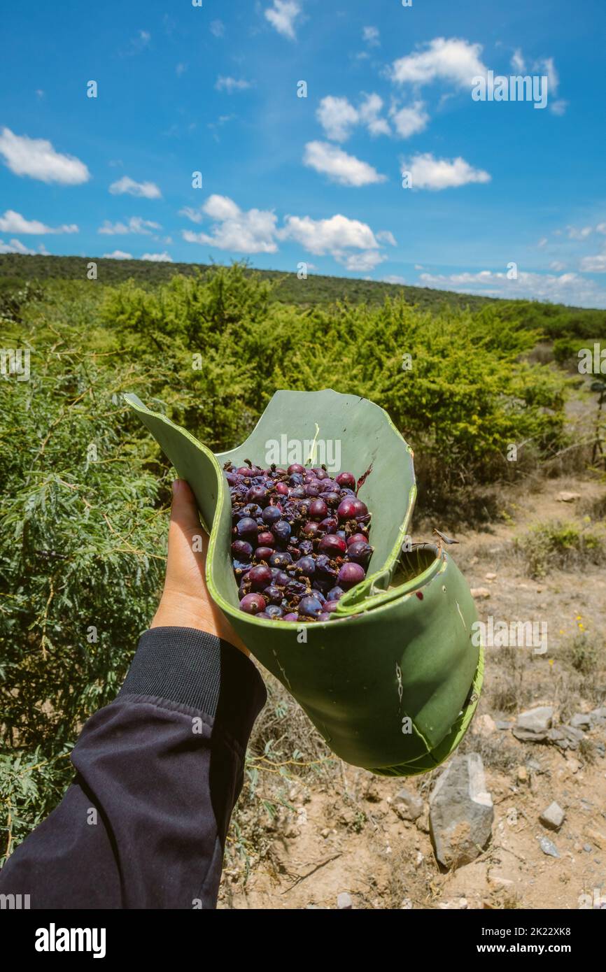 Myrtillocactus geometrizans Garambullo fruits in hand in Mexico Stock ...