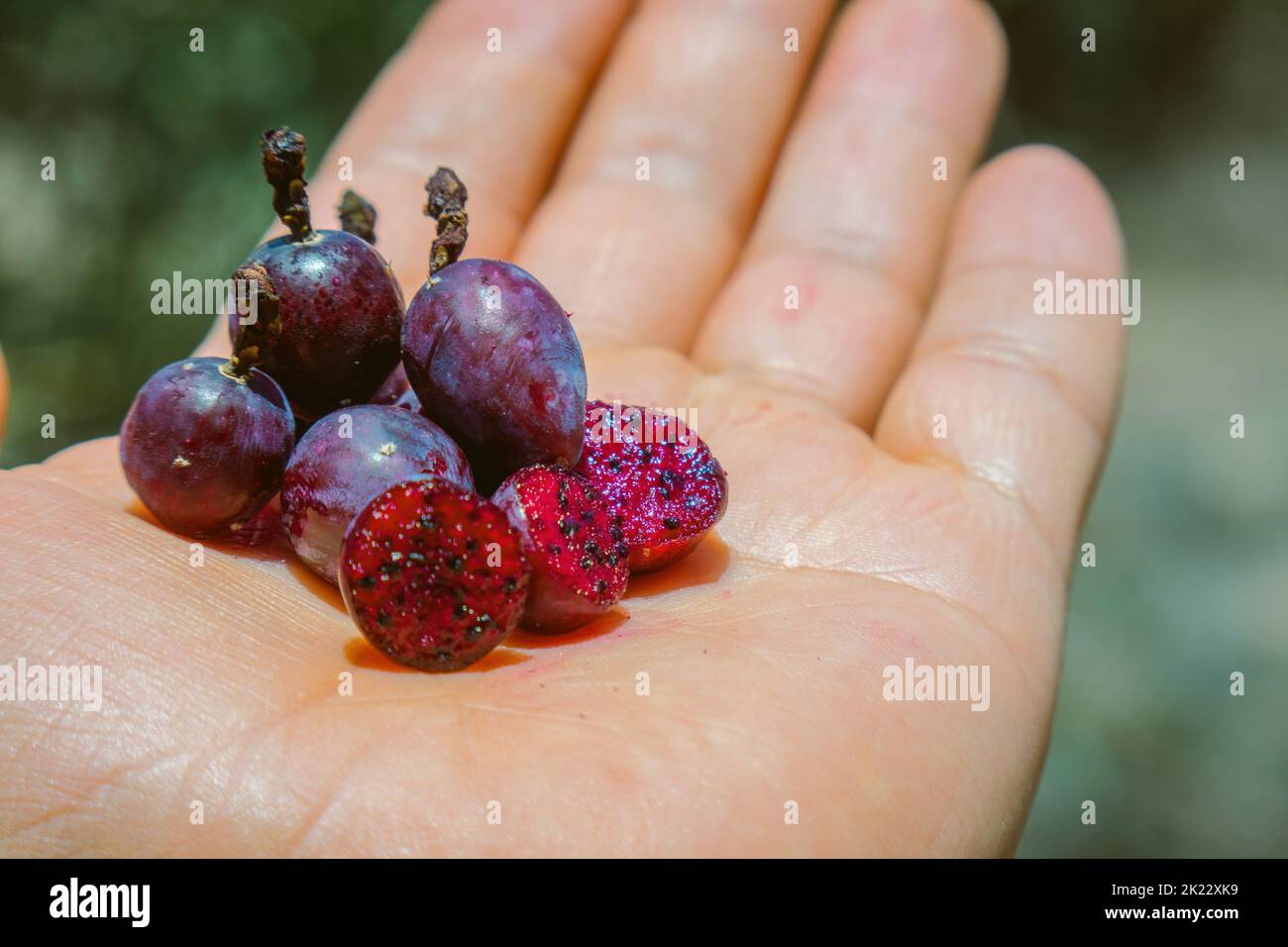 Myrtillocactus geometrizans Garambullo fruits in hand in Mexico Stock ...
