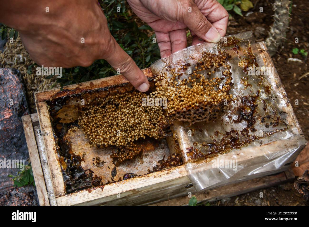 Bandung, West Java, Indonesia. 22nd Sep, 2022. A farmer showed trigona ...