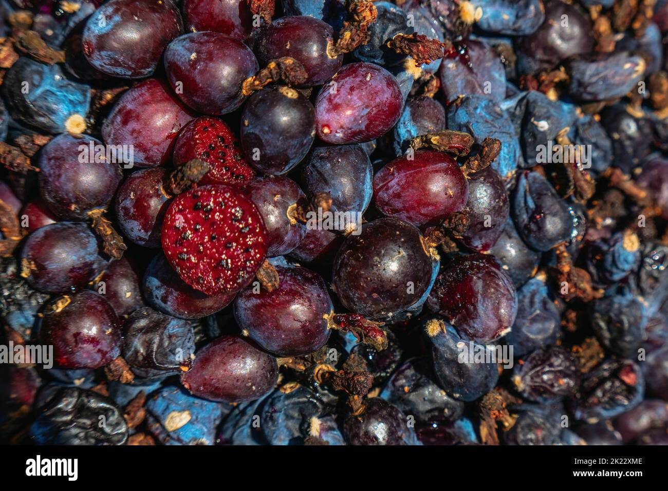 Myrtillocactus geometrizans Garambullo fruits in Mexico Stock Photo - Alamy