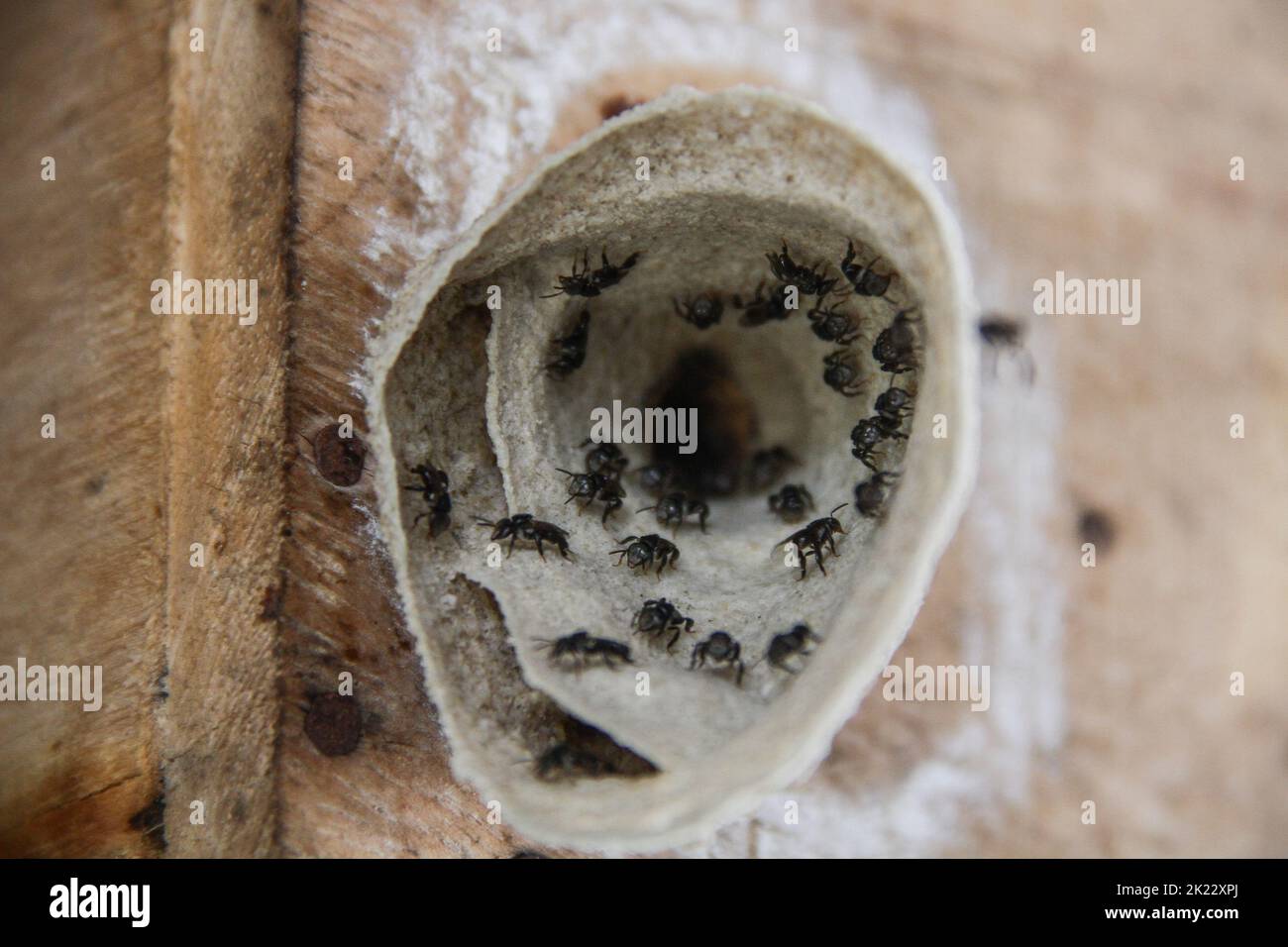 Bandung, West Java, Indonesia. 22nd Sep, 2022. Trigona itama bee ...