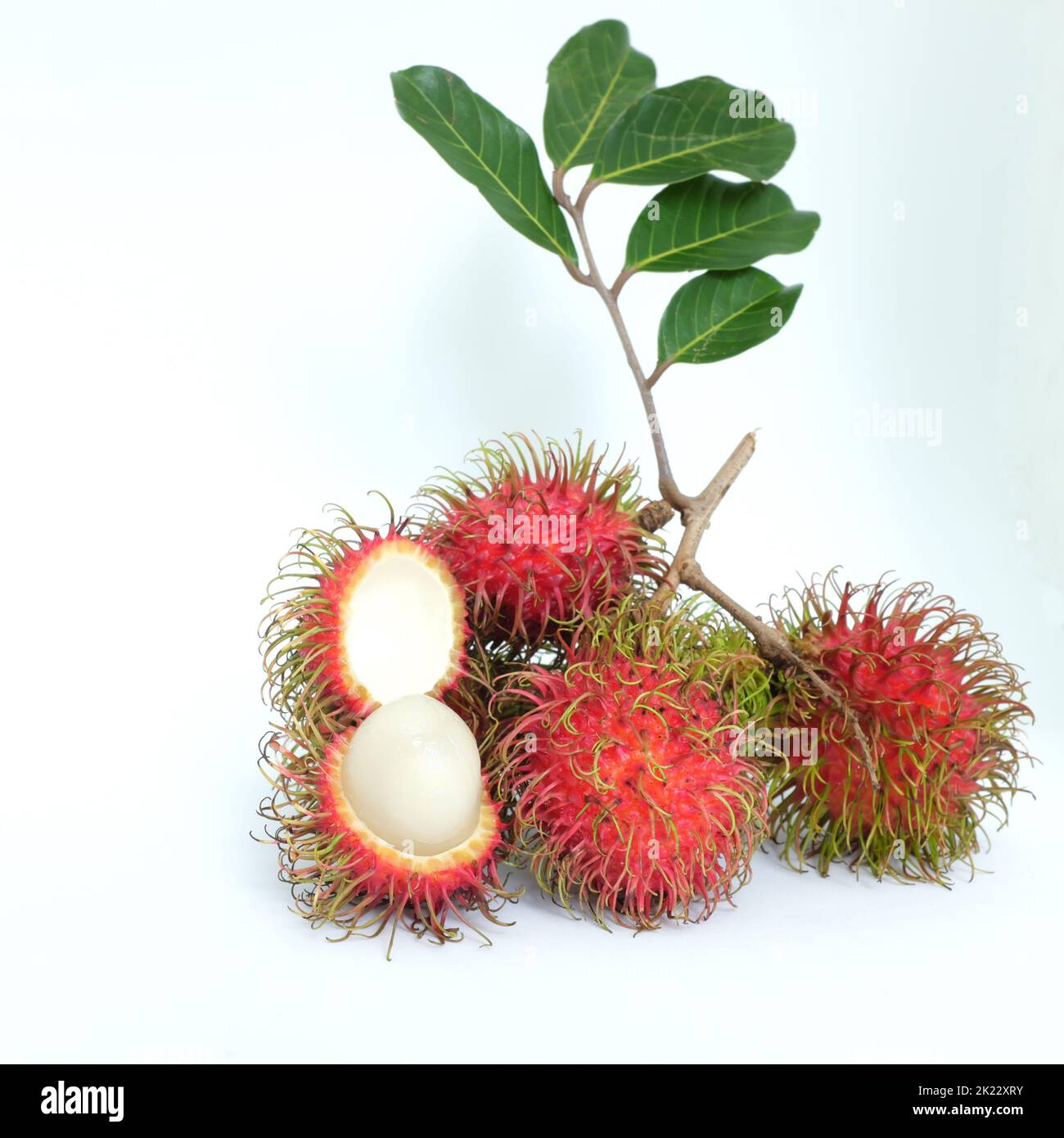 Rambutan Tree Leaf