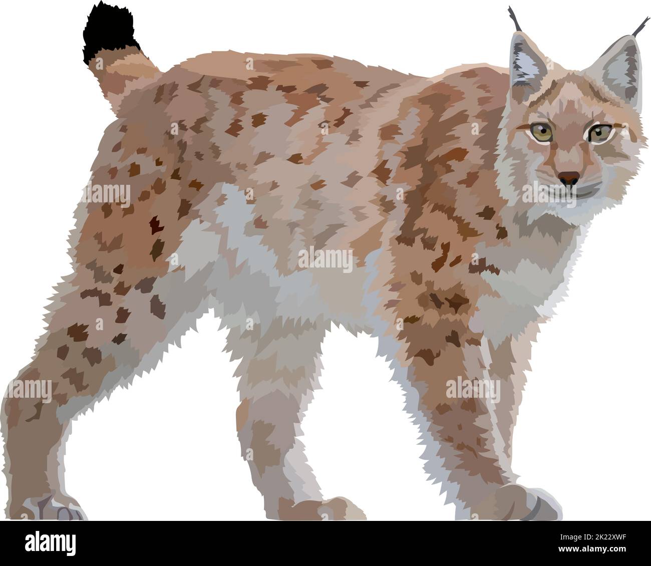 Lynx realistic icon vector illustration wild animal Stock Vector Image & Art - Alamy