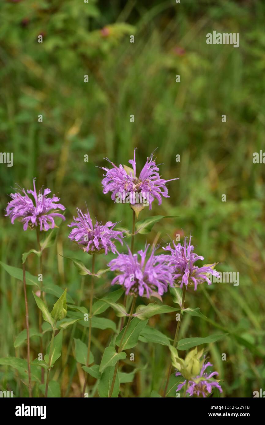 Wild flowering purple purple bee balm flowers Stock Photo - Alamy