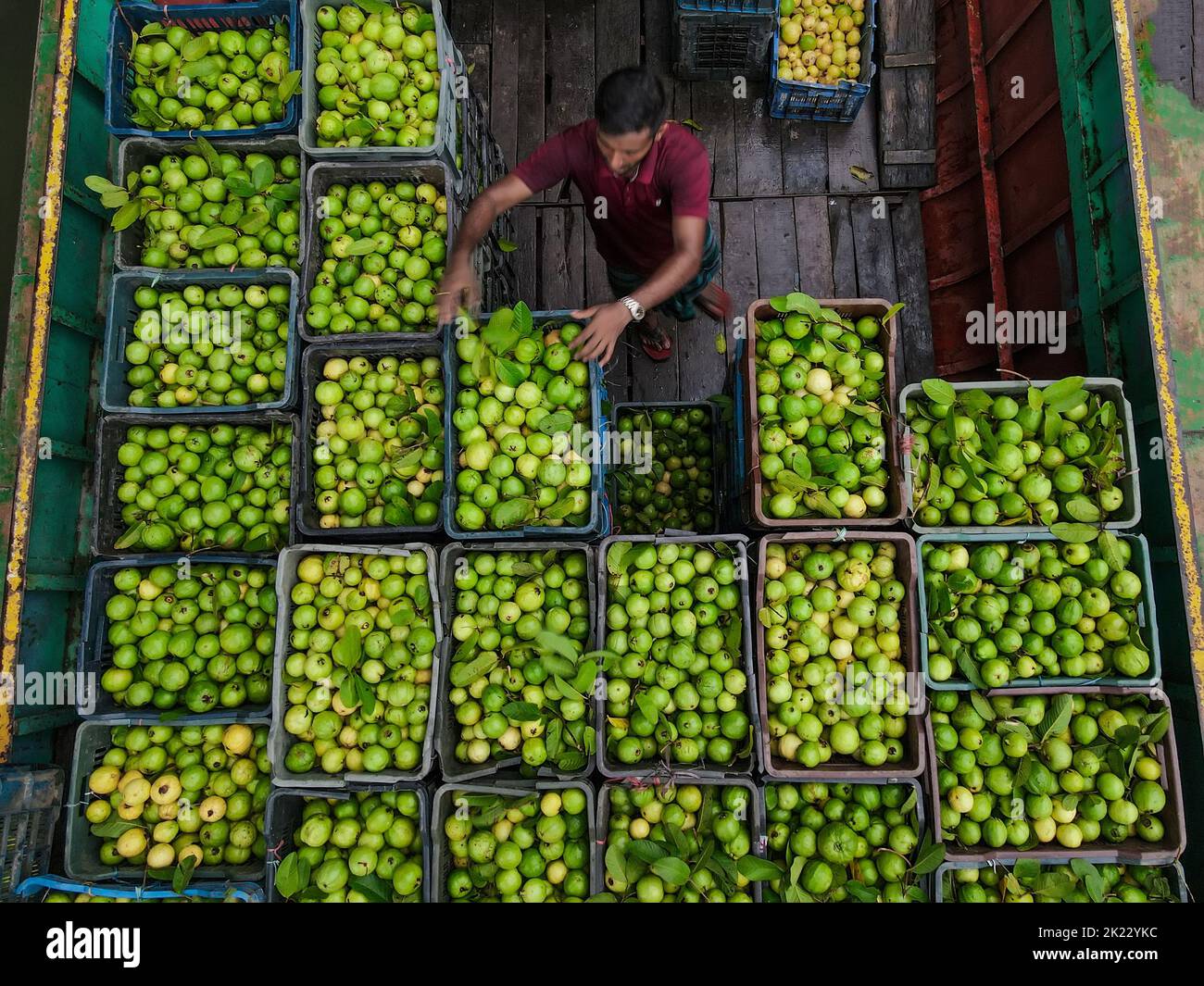 The floating guava market is located in Jhalakathi and Swarupkathi in ...