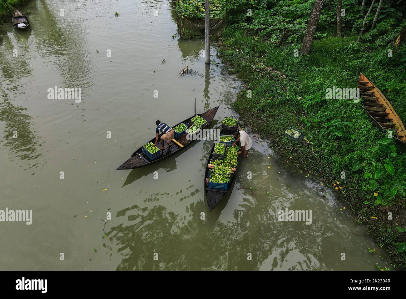 The floating guava market is located in Jhalakathi and Swarupkathi in ...