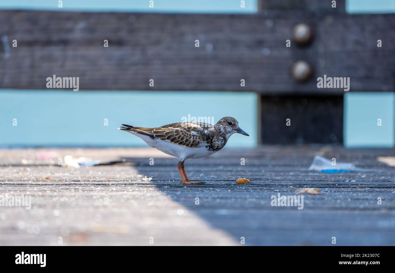 Sandpiper cartoon hi-res stock photography and images - Alamy